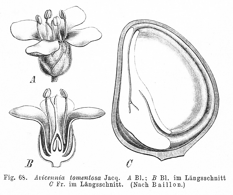 گیاهان تیره (خانواده) آویسنیاسه - Avicenniaceae | سایت گل و گیاه نارگیل