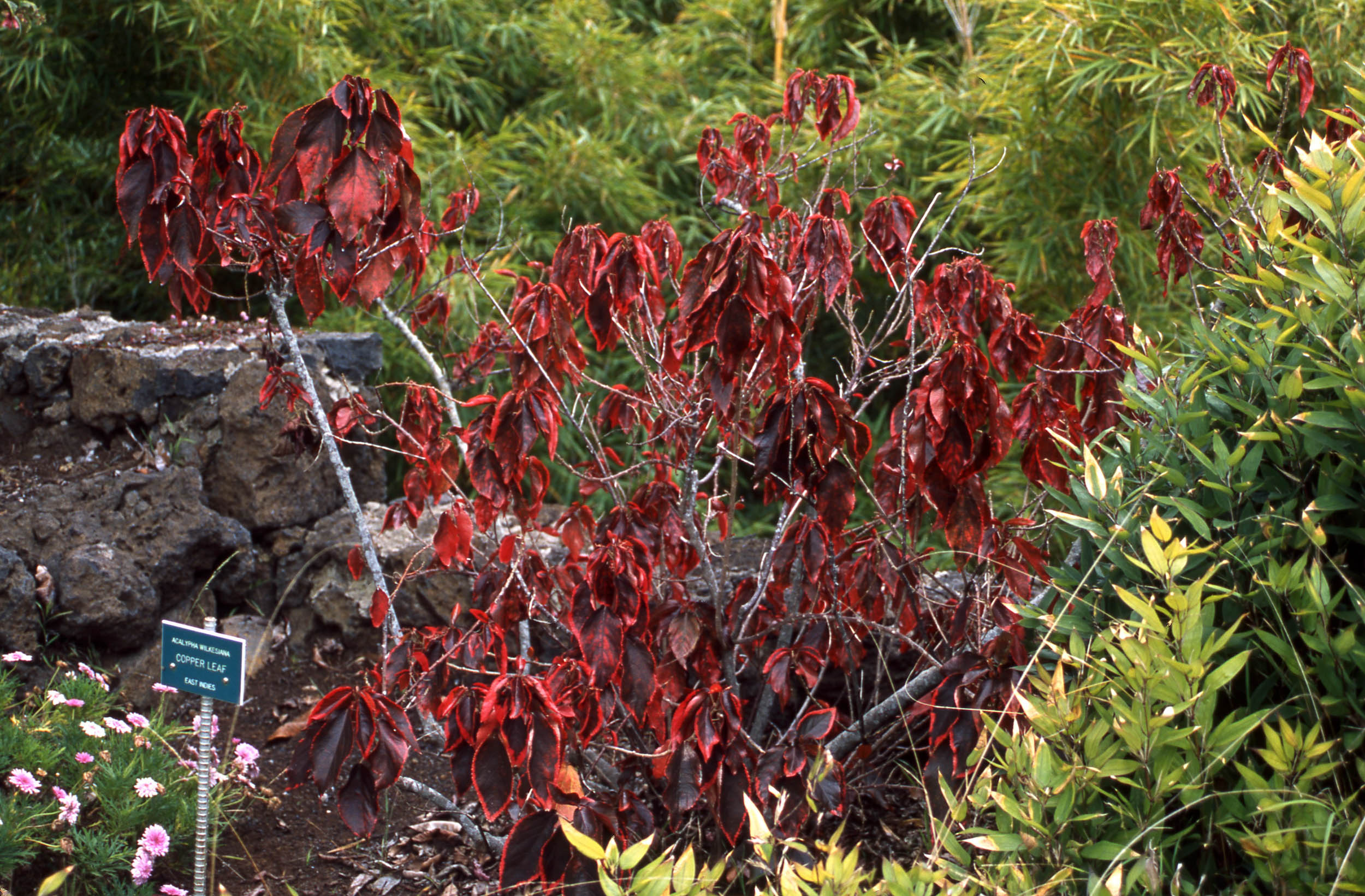 معرفی گیاه آکالیفا دم‌گربه‌ای (Red Chenille Plant) - Acalypha amentacea