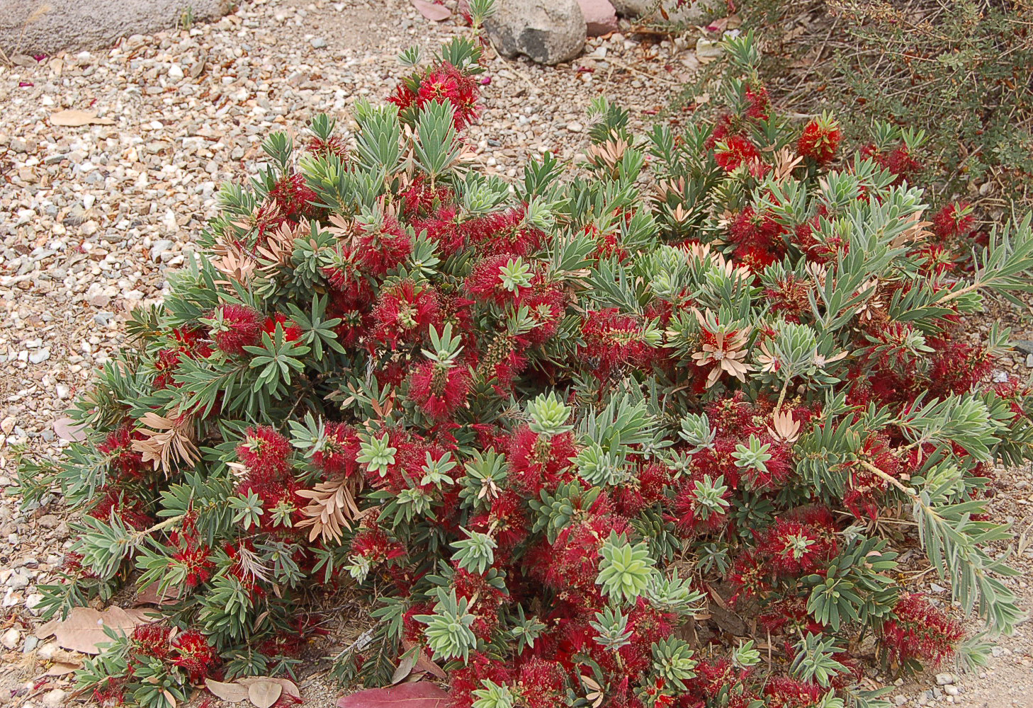 از خانواده Myrtaceae