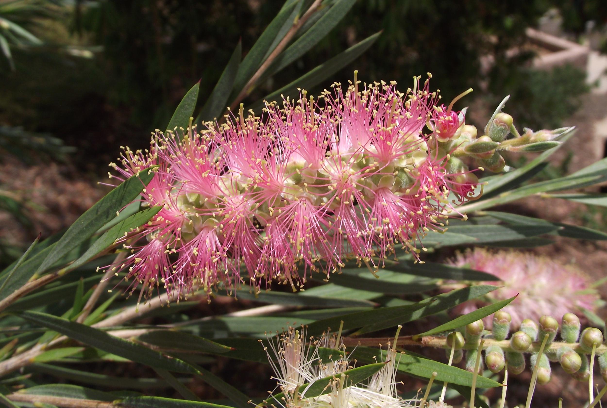 Cane’s hybrid bottlebrush