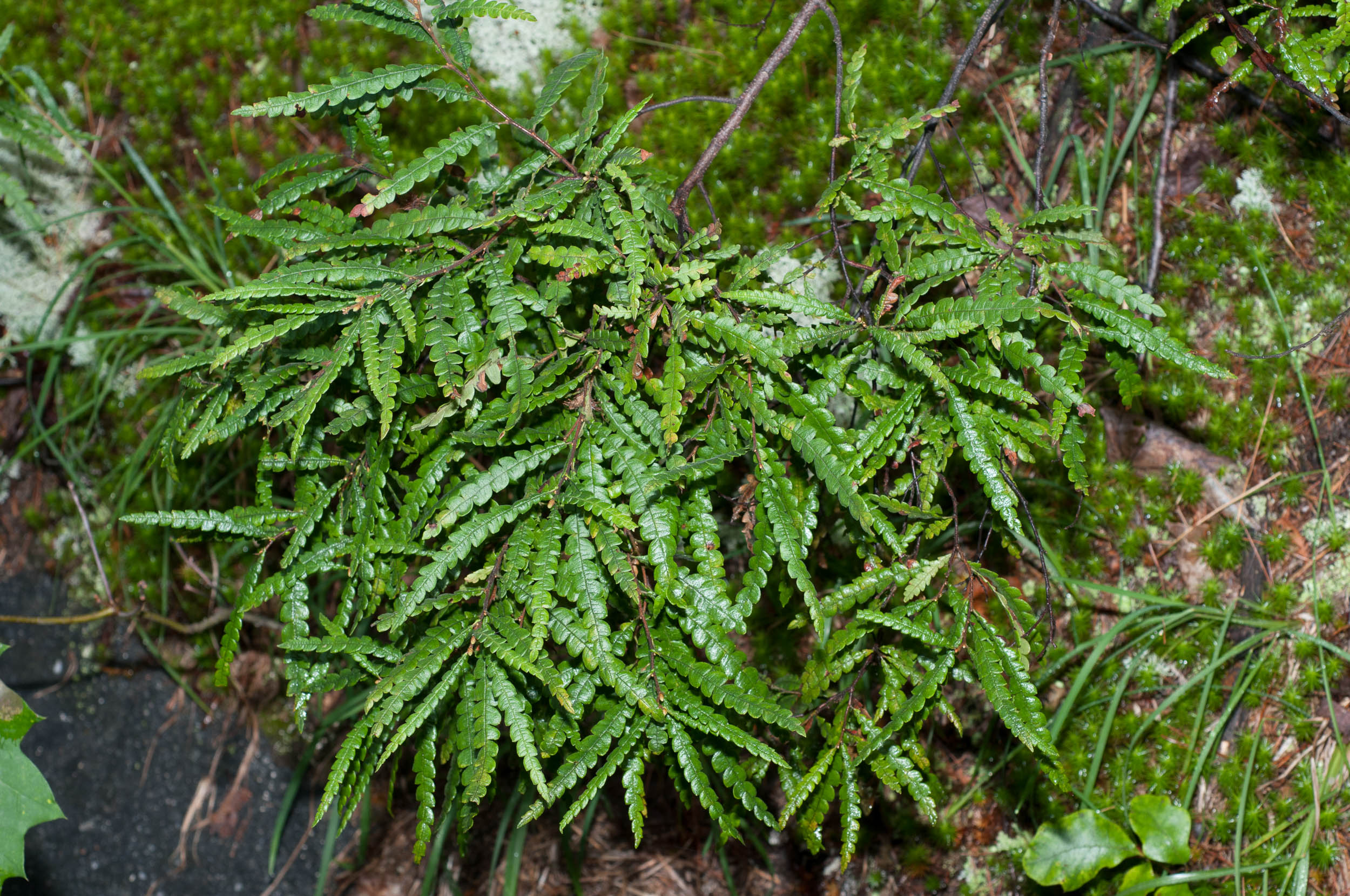 معرفی گیاه سرخس معطر (Sweetfern) - Comptonia peregrina