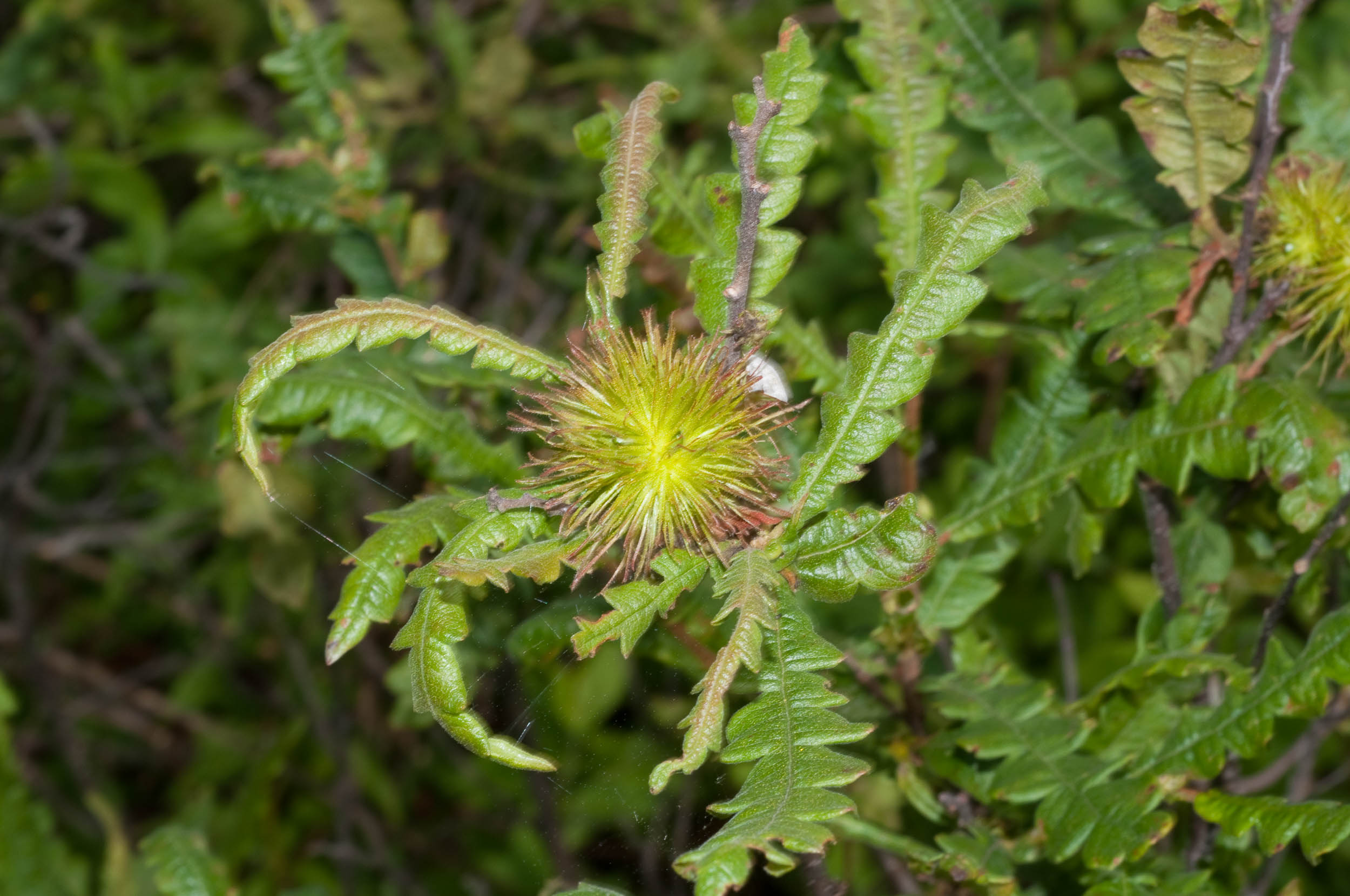 معرفی گیاه سرخس معطر (Sweetfern) - Comptonia peregrina