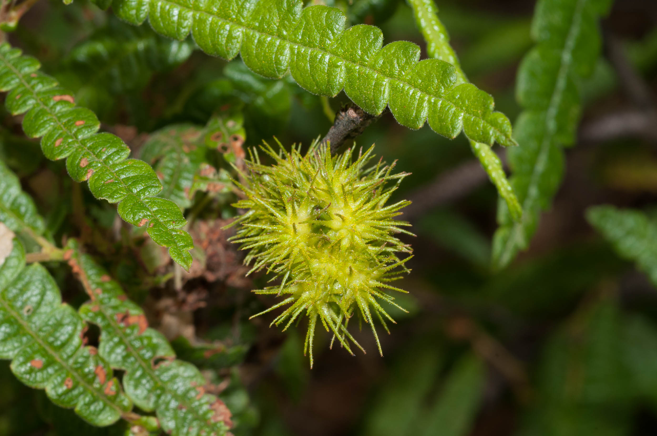 معرفی گیاه سرخس معطر (Sweetfern) - Comptonia peregrina