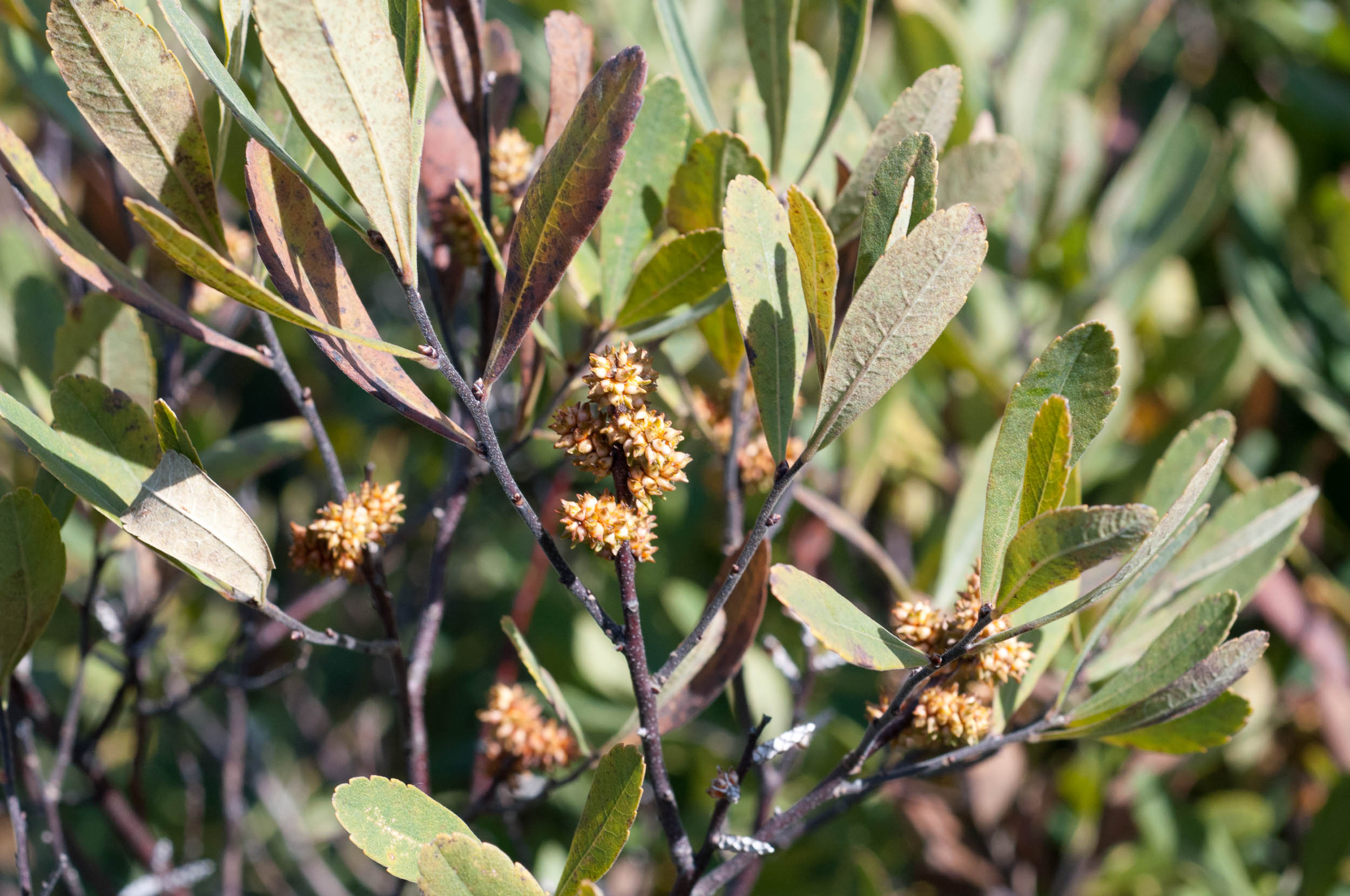 معرفی گیاه میرکای معطر (گال معطر) (Sweet Gale) - Myrica gale