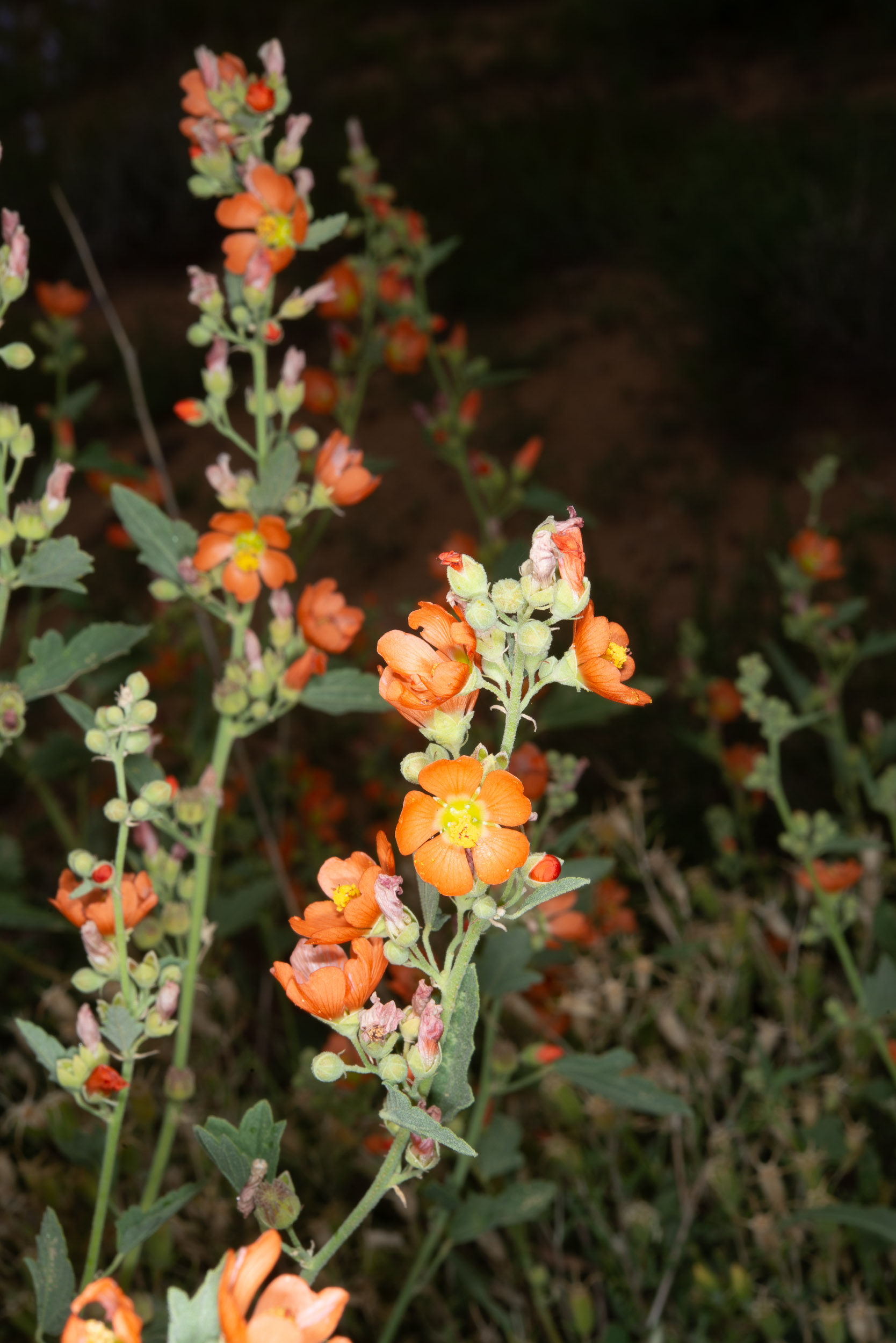 تصویر روز: 20220803 | سایت گل و گیاه نارگیل