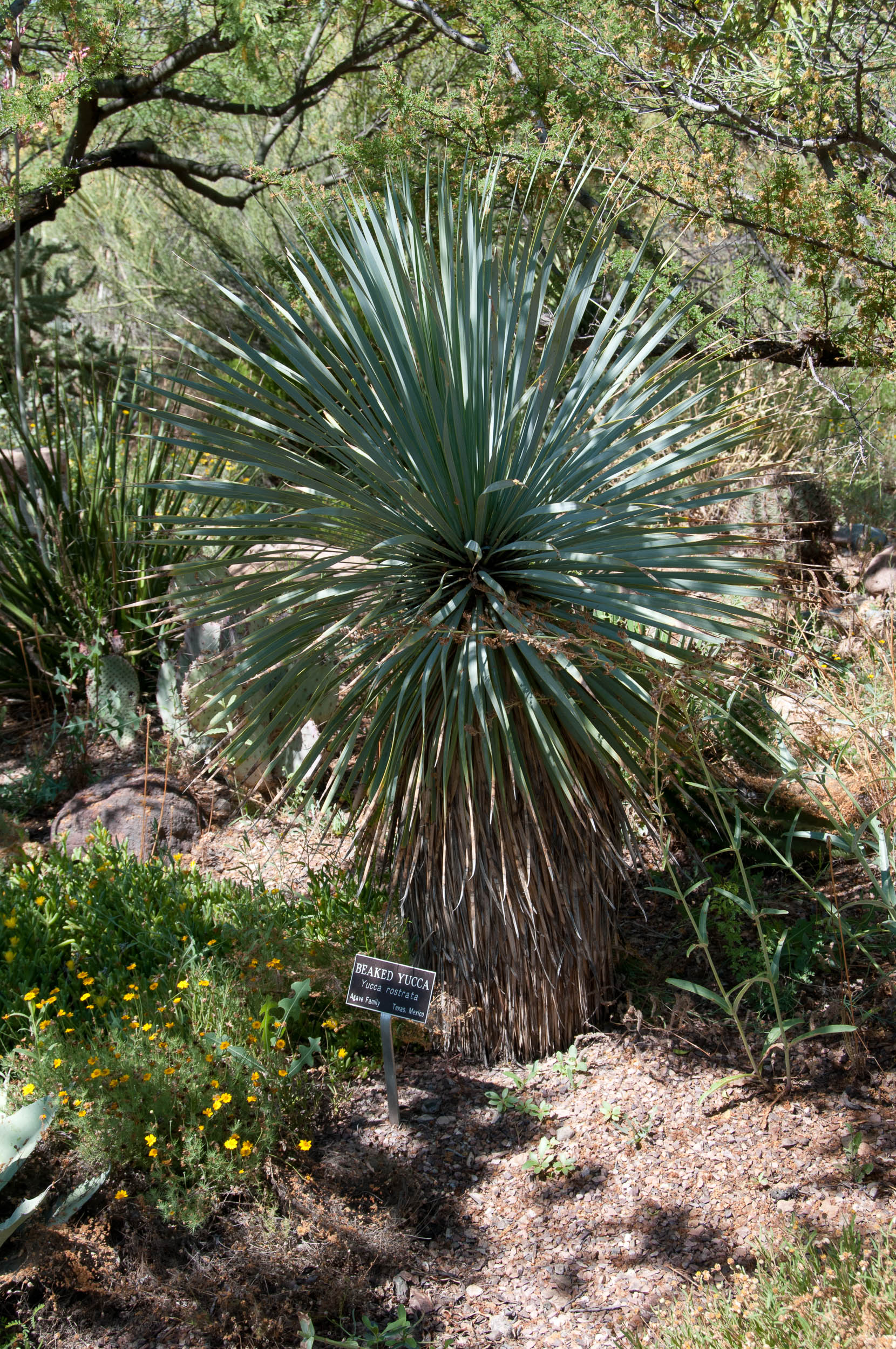معرفی گیاه یوکای تامپسون (Thompson’s Yucca) - Yucca thompsoniana