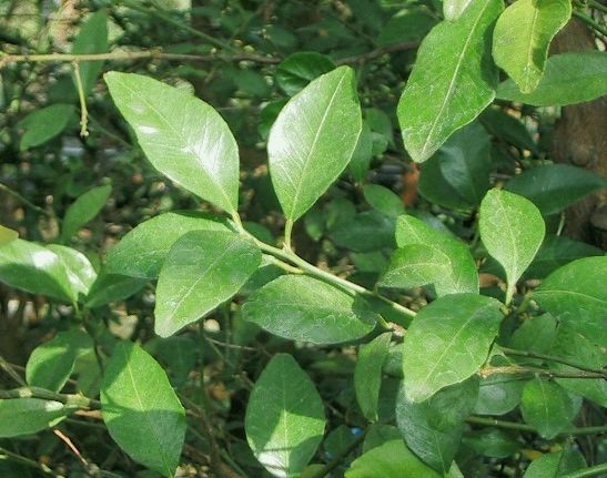 معرفی و راهنمای پرورش درختان میوه - سیتروس گارووای