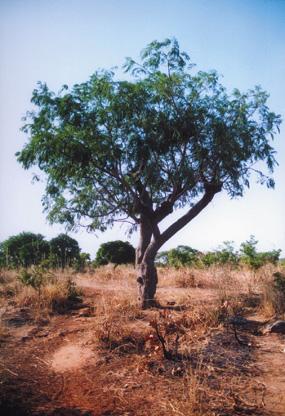 معرفی و راهنمای پرورش درختان میوه - پارکیا