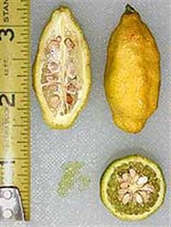 معرفی و راهنمای پرورش درختان میوه - لیموترش رودخانه راسِل