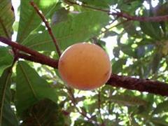 پوتریا بالاتا - معرفی درختان میوه