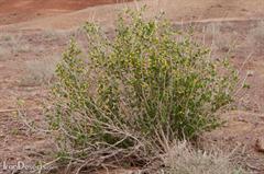 معرفي و راهنماي پرورش درختان زينتي - تاغ